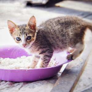 Can Cats Eat Ham? What Is Safe and Unsafe to Feed Your Feline? - Cat Health